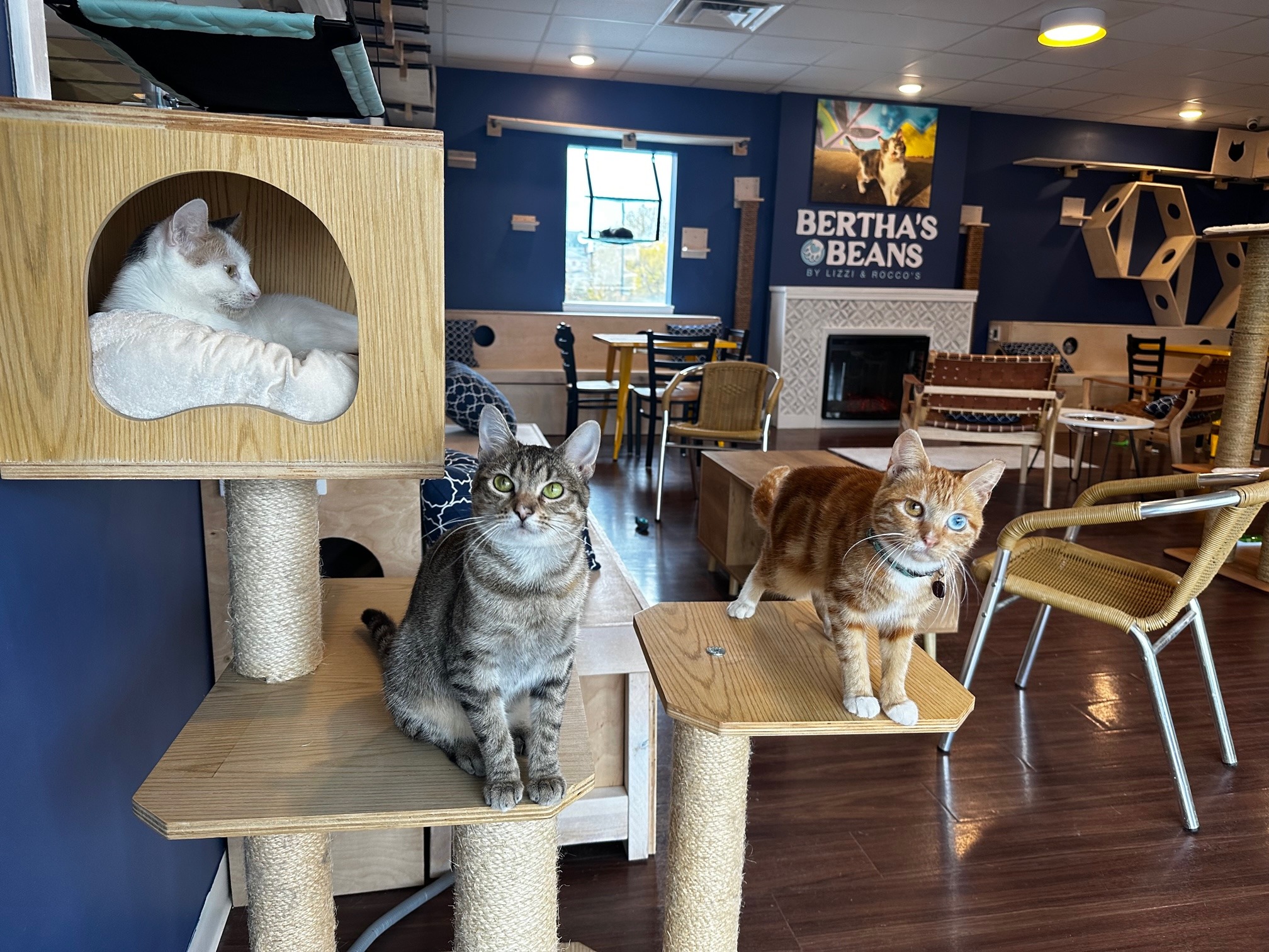 Bertha's Beans Cat Cafe - Columbia Convention and Visitors Bureau